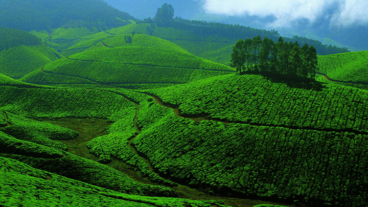 Munnar Hill Station – Top Kerala Destination for Honeymoon